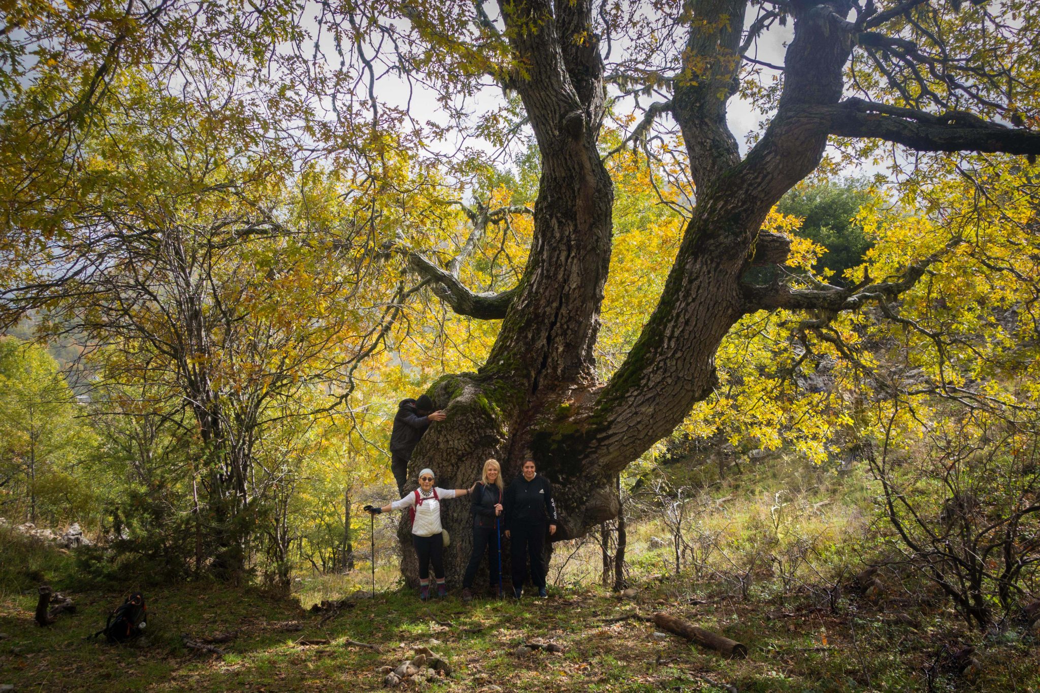 Ehmej forest to Laqlouq Hike with Lebanese Outdoor Adventures – LOA ...